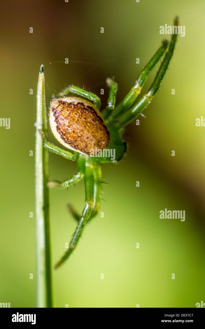 The green forest spider Stock Photo - Alamy