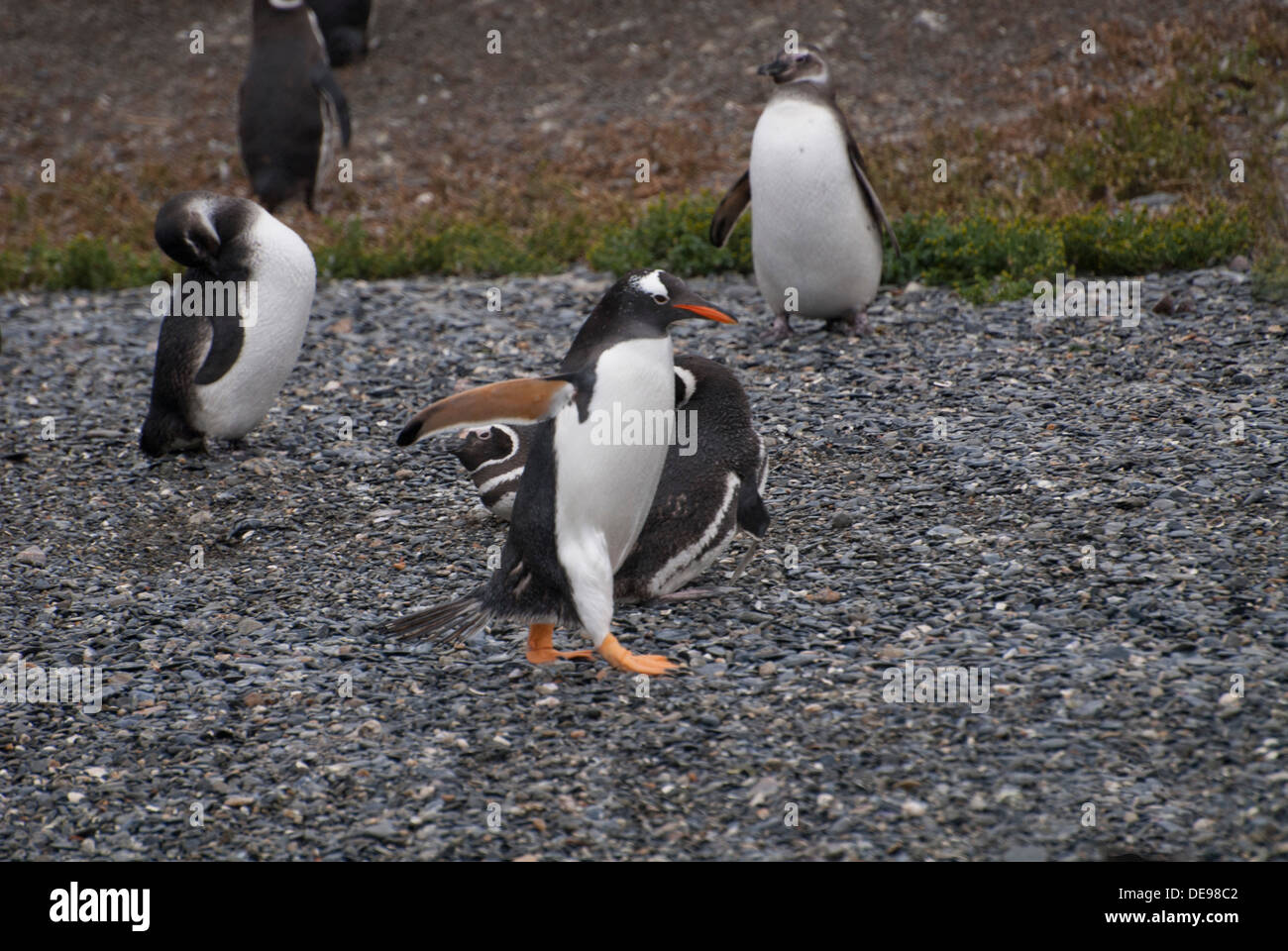 The pebble and the penguin hi-res stock photography and images - Alamy