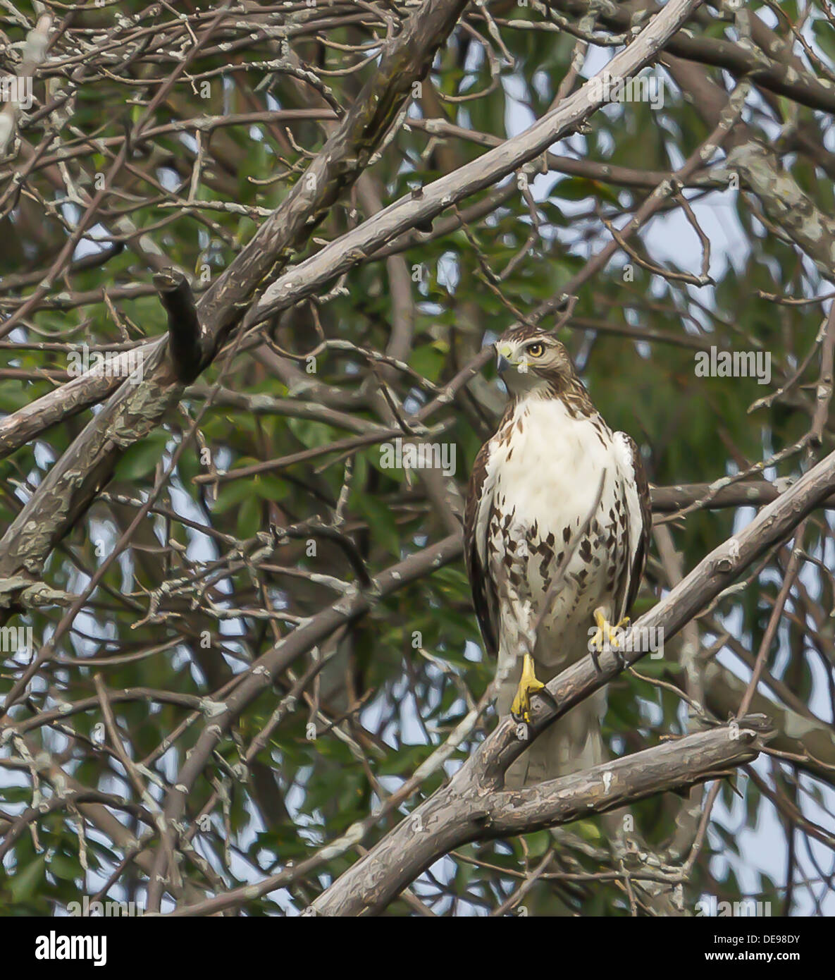 Red tailed hawk raptor hi-res stock photography and images - Alamy