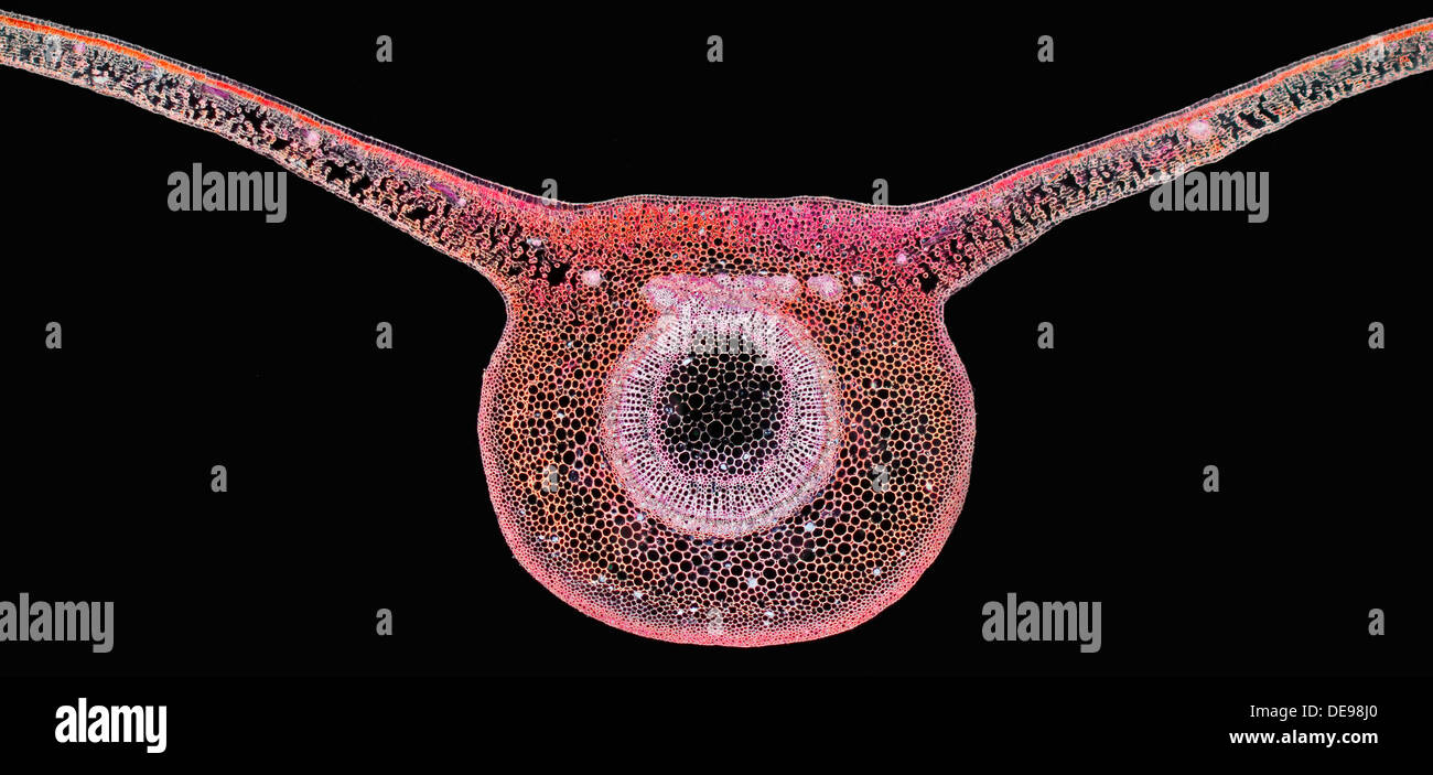 Microscope micrograph microtome photosynthesis coffee plant hi-res ...