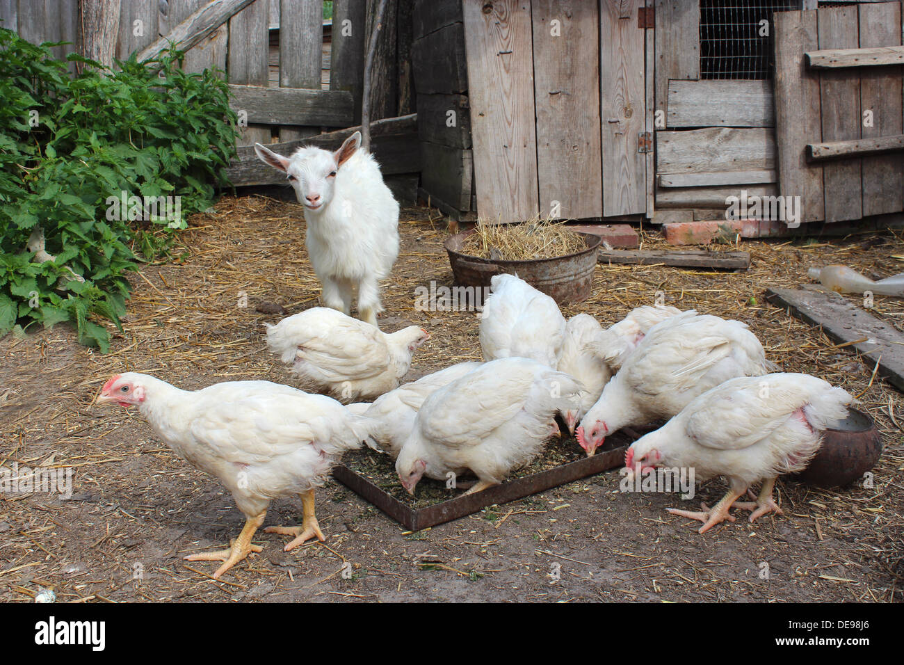 eating hens and young goat on the court yard Stock Photo - Alamy