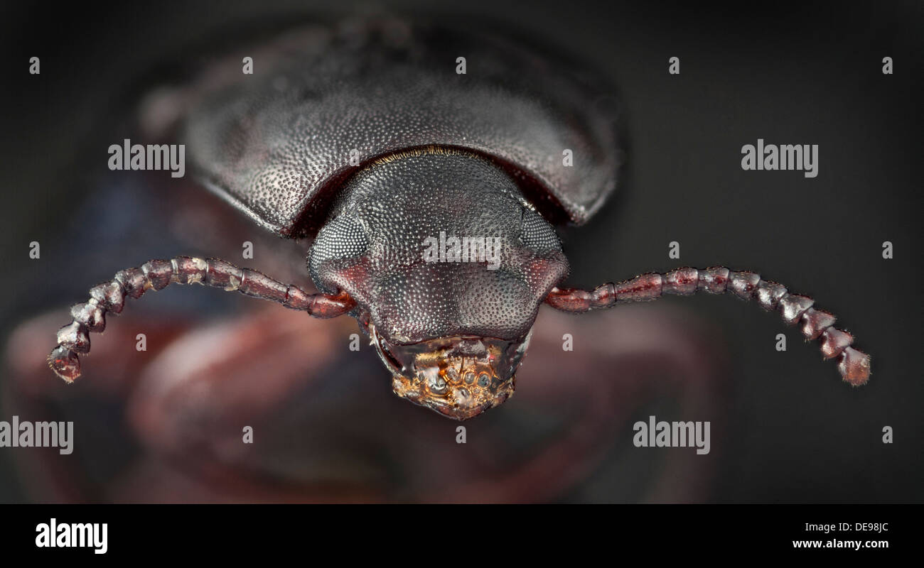 Molitor hi-res stock photography and images - Alamy