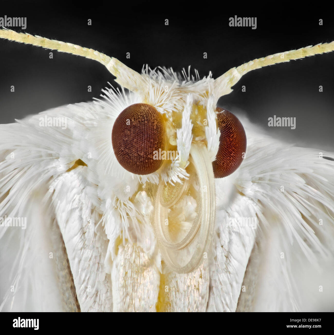 Ghost phantom entomology compound eye proboscis white plume moth hi-res ...