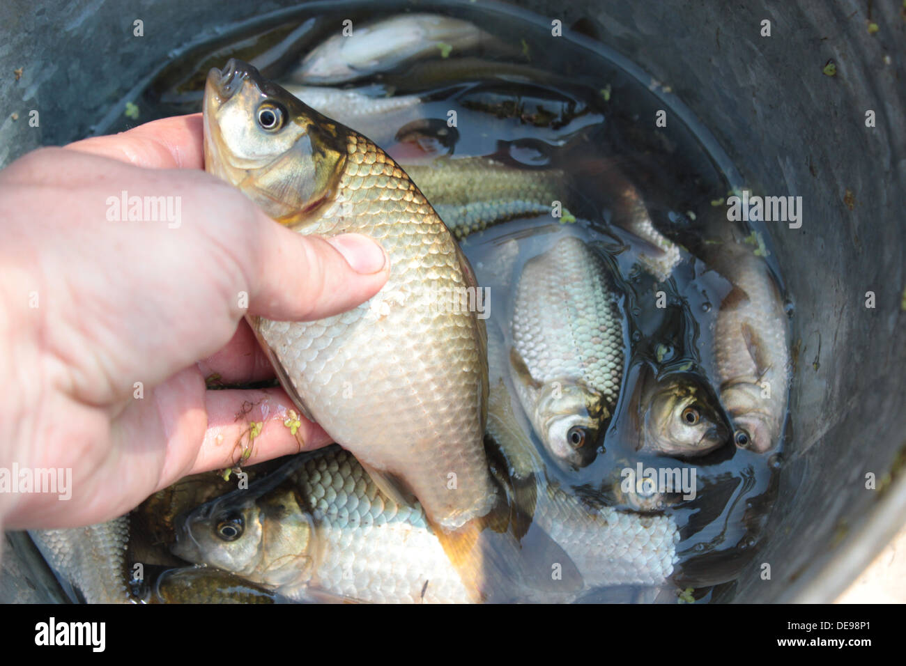 Crucian carp hi-res stock photography and images - Alamy
