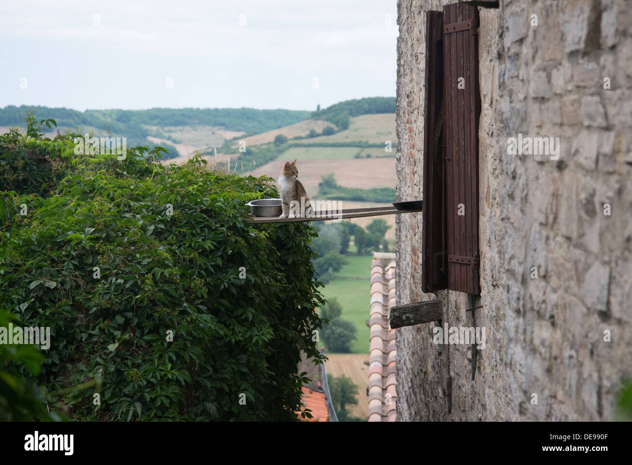 Cat, walking the plank to feed Stock Photo - Alamy