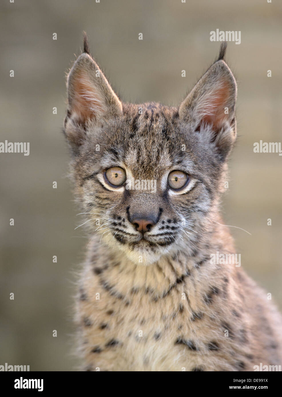 Eurasian lynx lynx lynx cub hi-res stock photography and images - Alamy