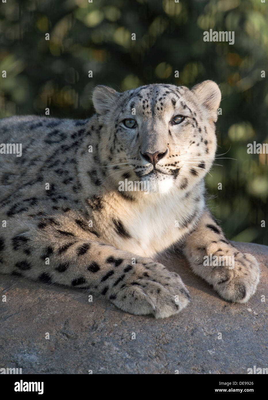 Leopard paws hi-res stock photography and images - Alamy