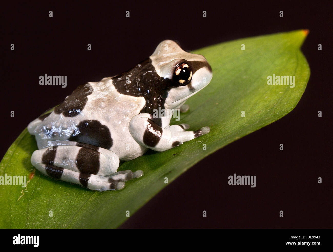 Milk frog hi-res stock photography and images - Alamy