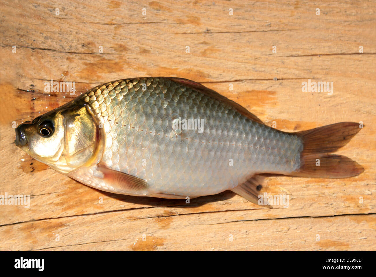 Big crucian carp hi-res stock photography and images - Alamy