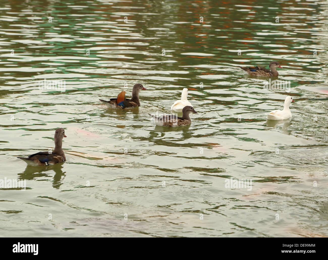 Four young ducks hi-res stock photography and images - Alamy