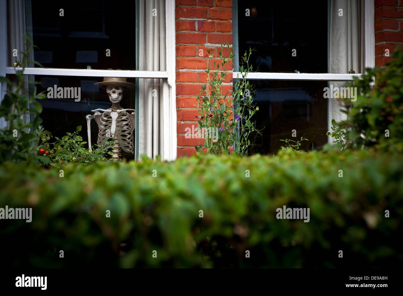 Anatomical medical skeleton seen through house window Stock Photo - Alamy