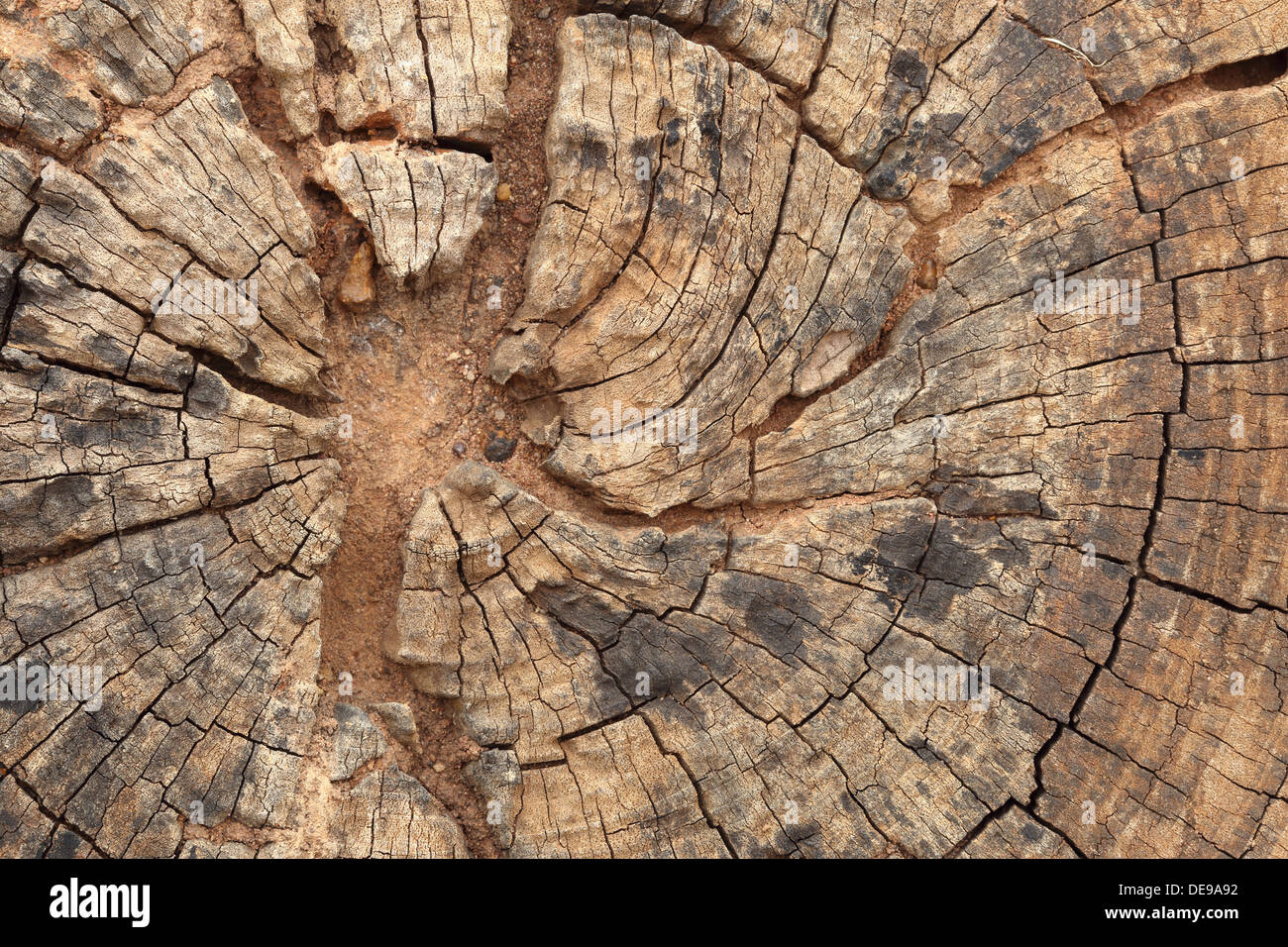 close-up old tree stump texture background Stock Photo - Alamy