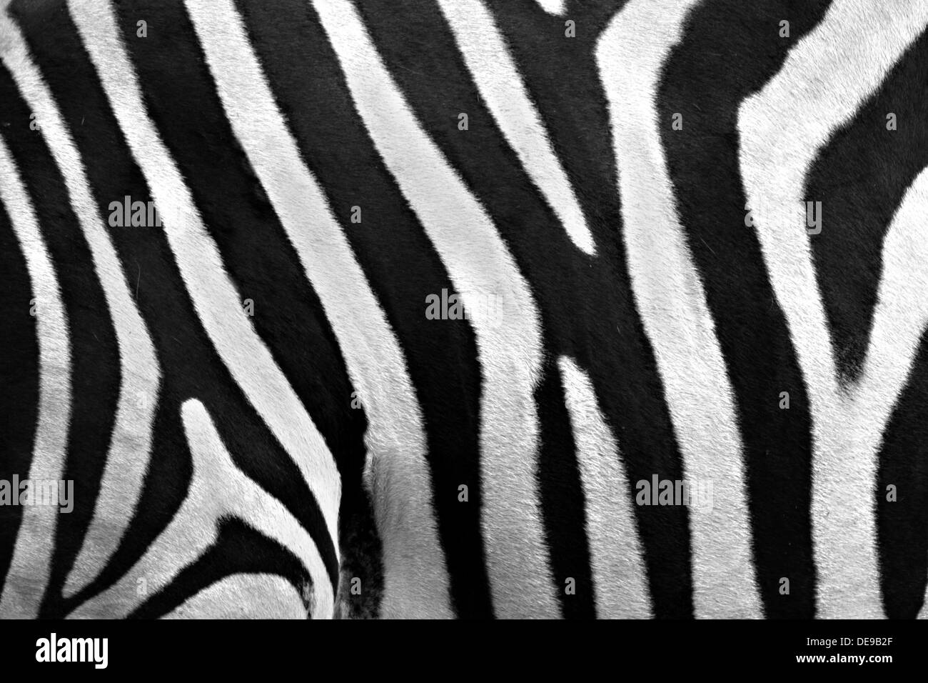 Pattern Of Zebra Skin Stock Photo - Alamy