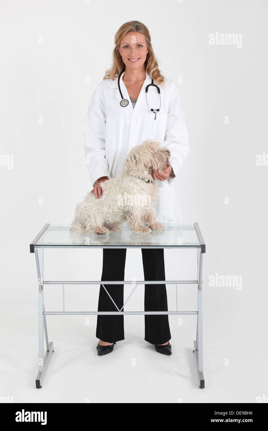 Female vet treating dog Stock Photo - Alamy