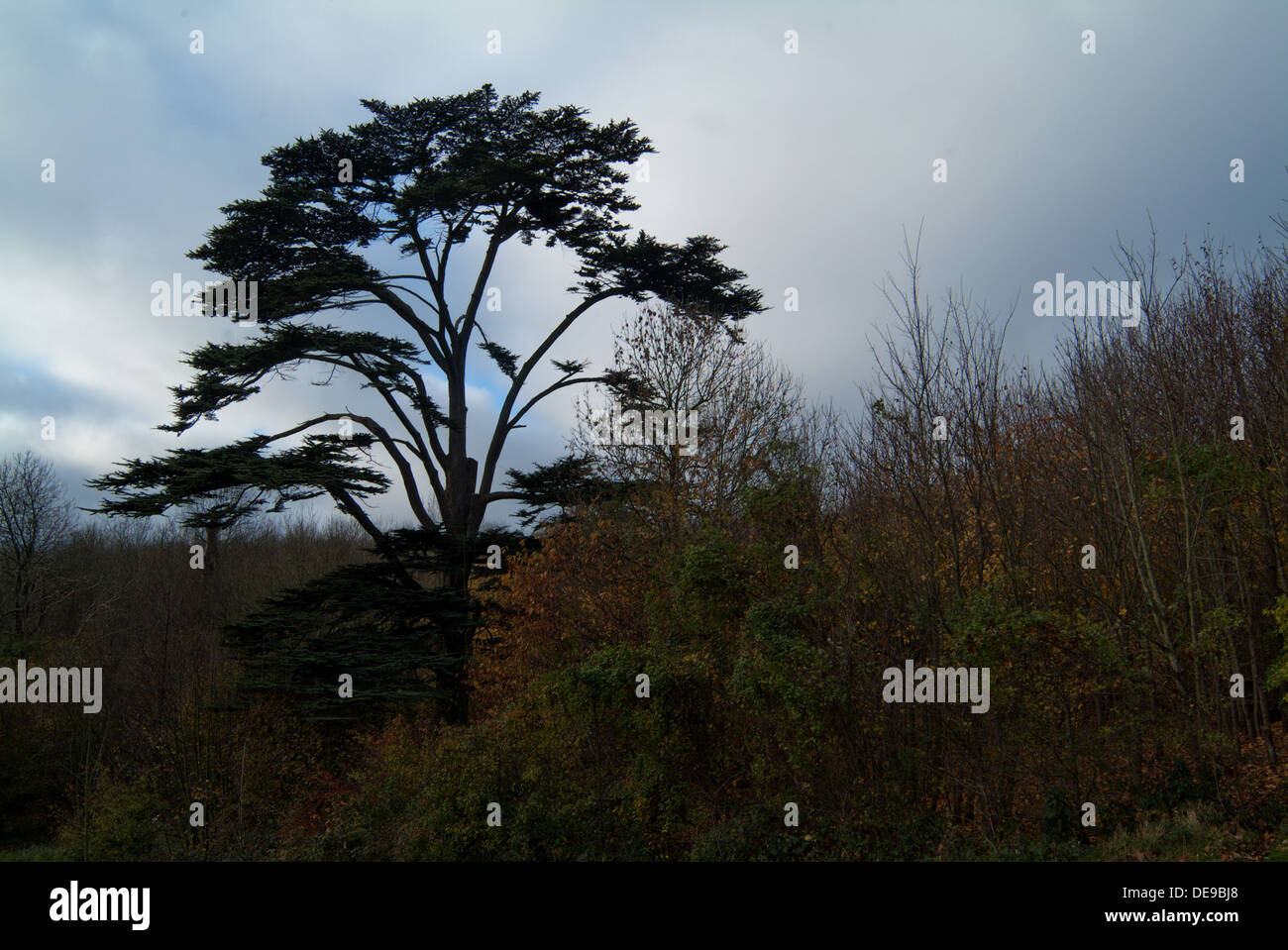 Brighton parks trees hi-res stock photography and images - Alamy