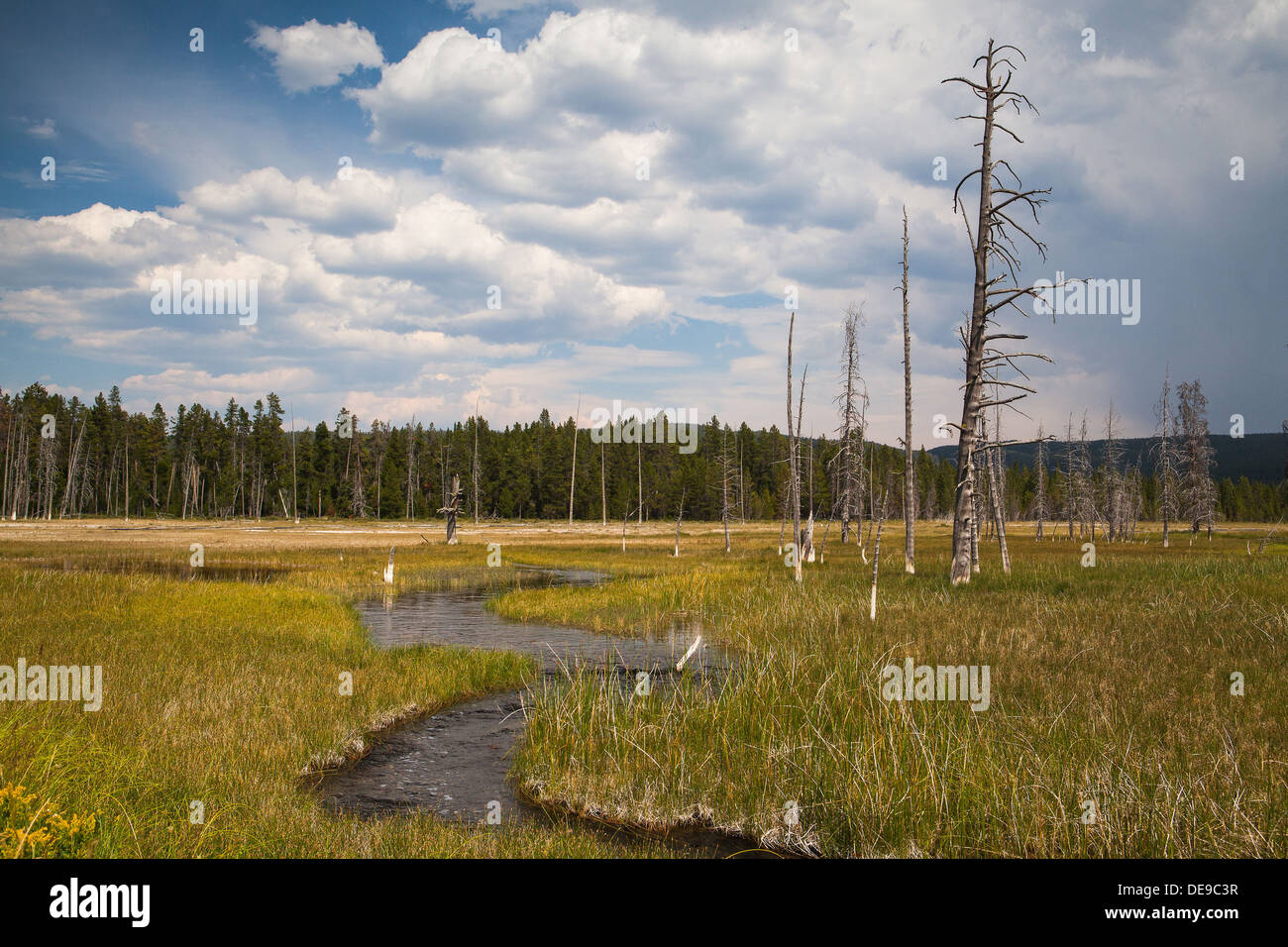 Dead trees standing in Yellowstone - fire ravaged forest in 1988 Stock ...