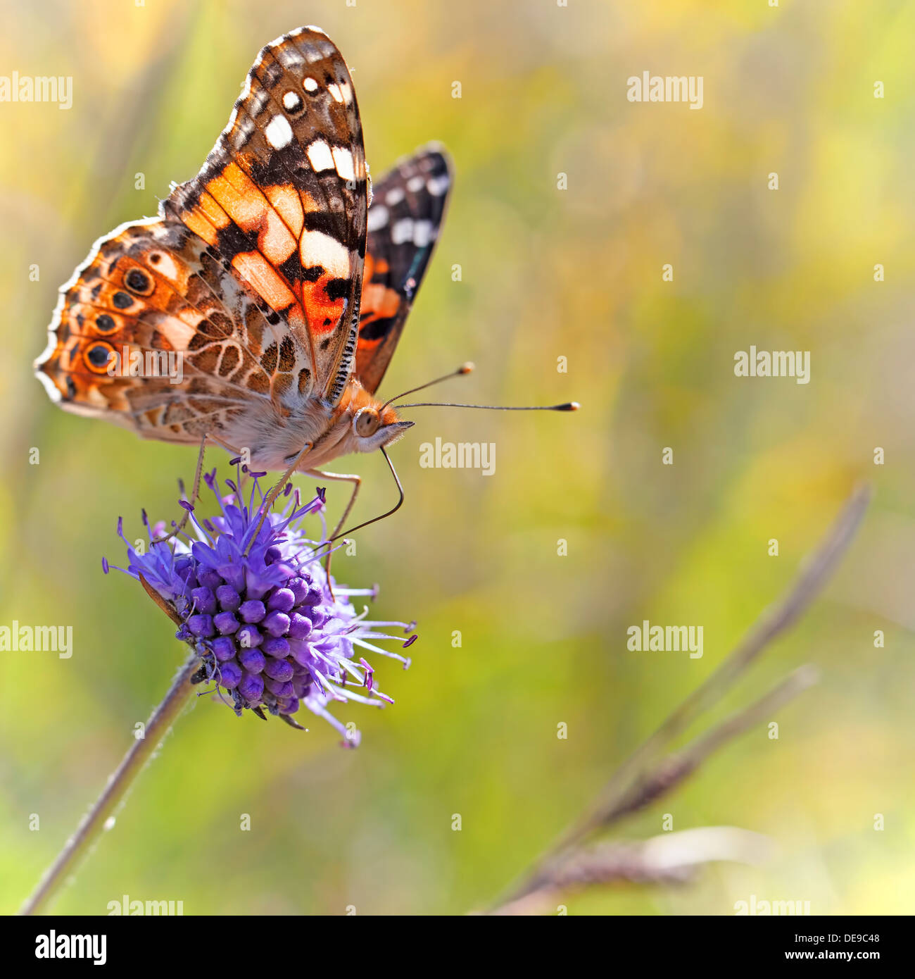 Painted Lady butterfly Stock Photo - Alamy