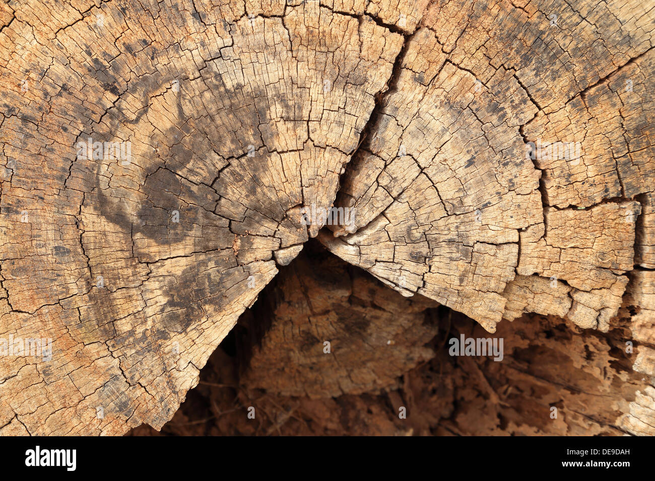 old tree stump texture background Stock Photo - Alamy