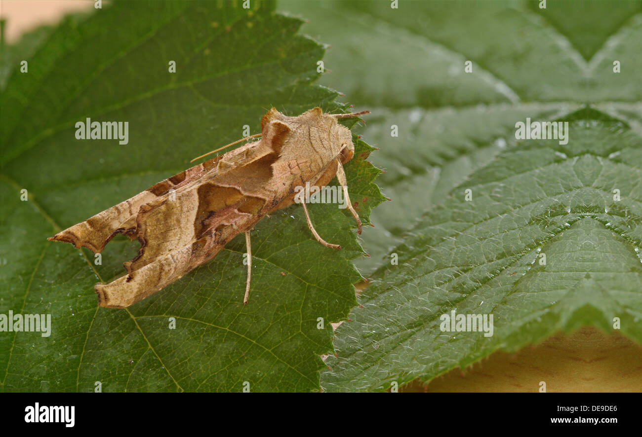 Angle shades moth - Phlogophora meticulosa Stock Photo - Alamy