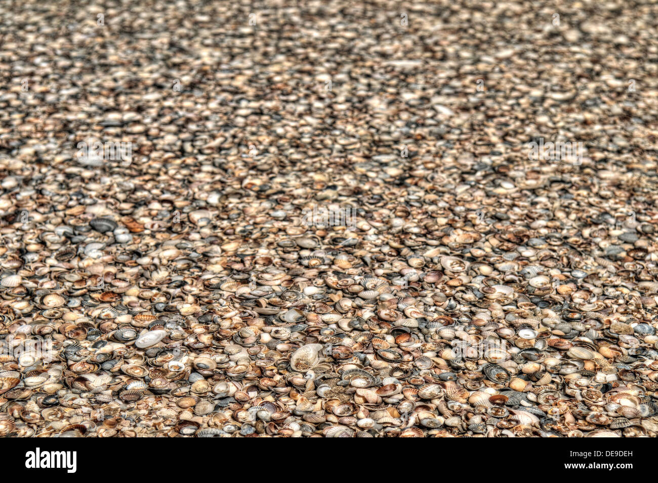 Natural background - sea shells. Would make good background Stock Photo ...