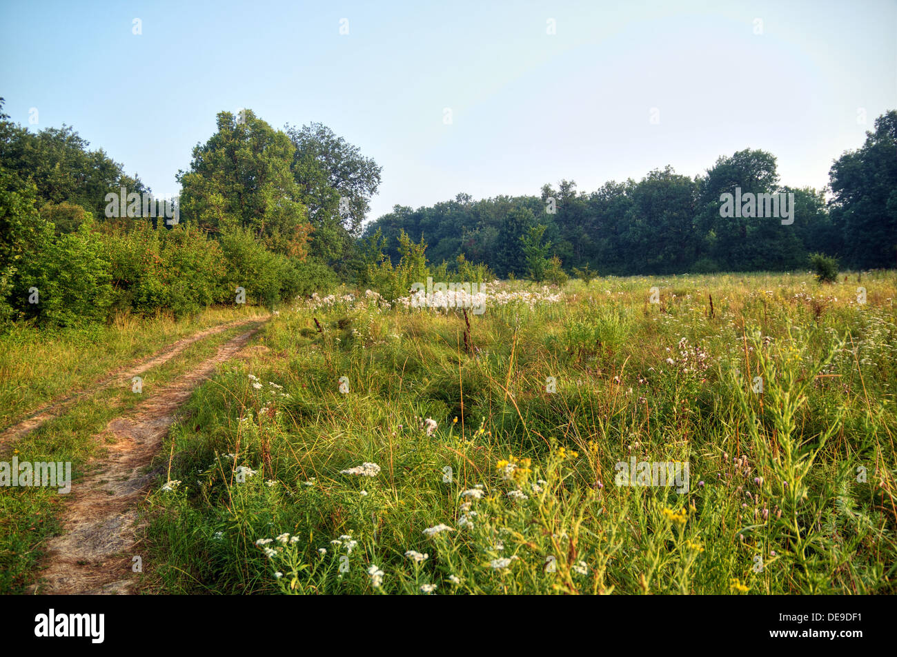 Summer beautiful path through a forest in the morning Stock Photo - Alamy
