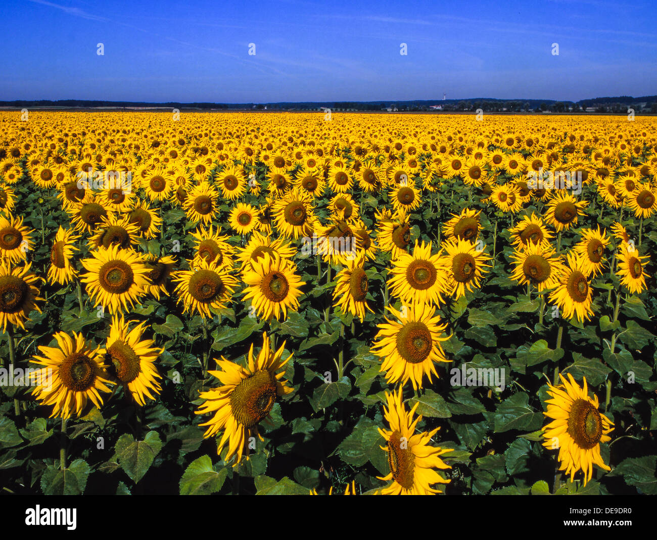 Sunflower field, sunflowers Stock Photo - Alamy