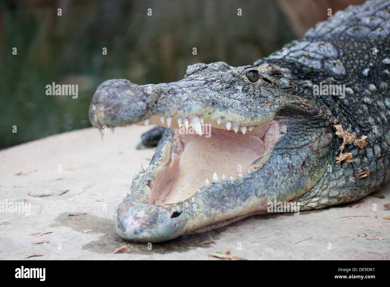 Crocodile mouth closeup hi-res stock photography and images - Alamy