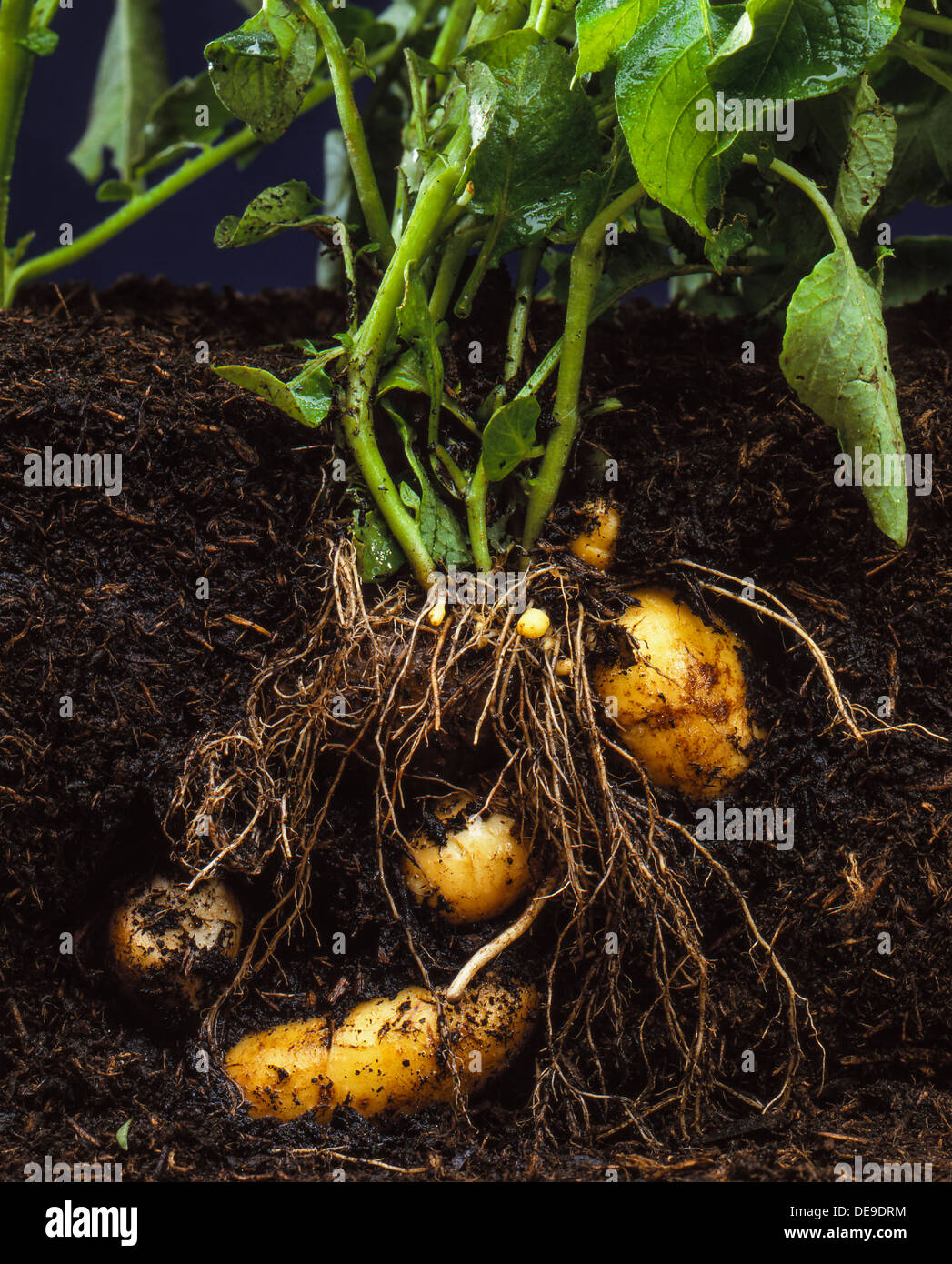 Potatoes, potato plant in the earth Stock Photo - Alamy