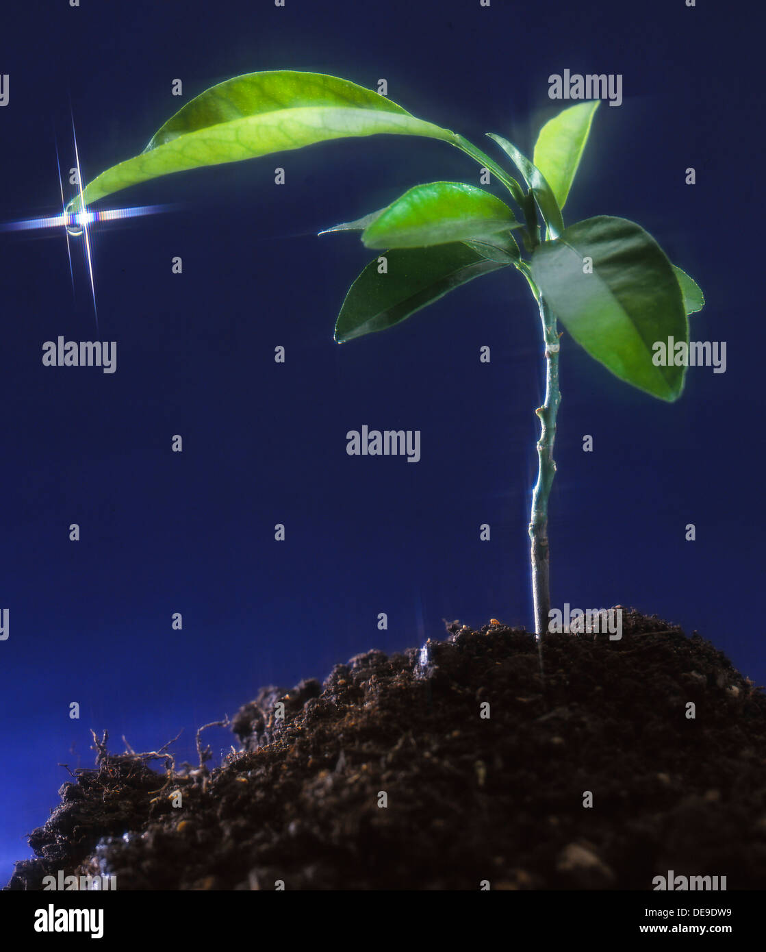 Emerging sprout hi-res stock photography and images - Alamy
