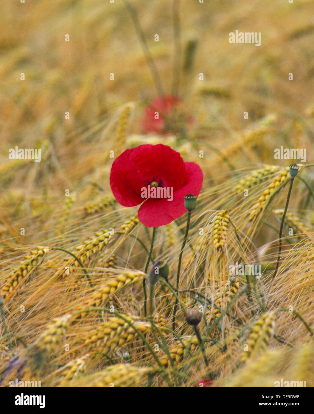 Singular day blooming flowers hi-res stock photography and images - Alamy