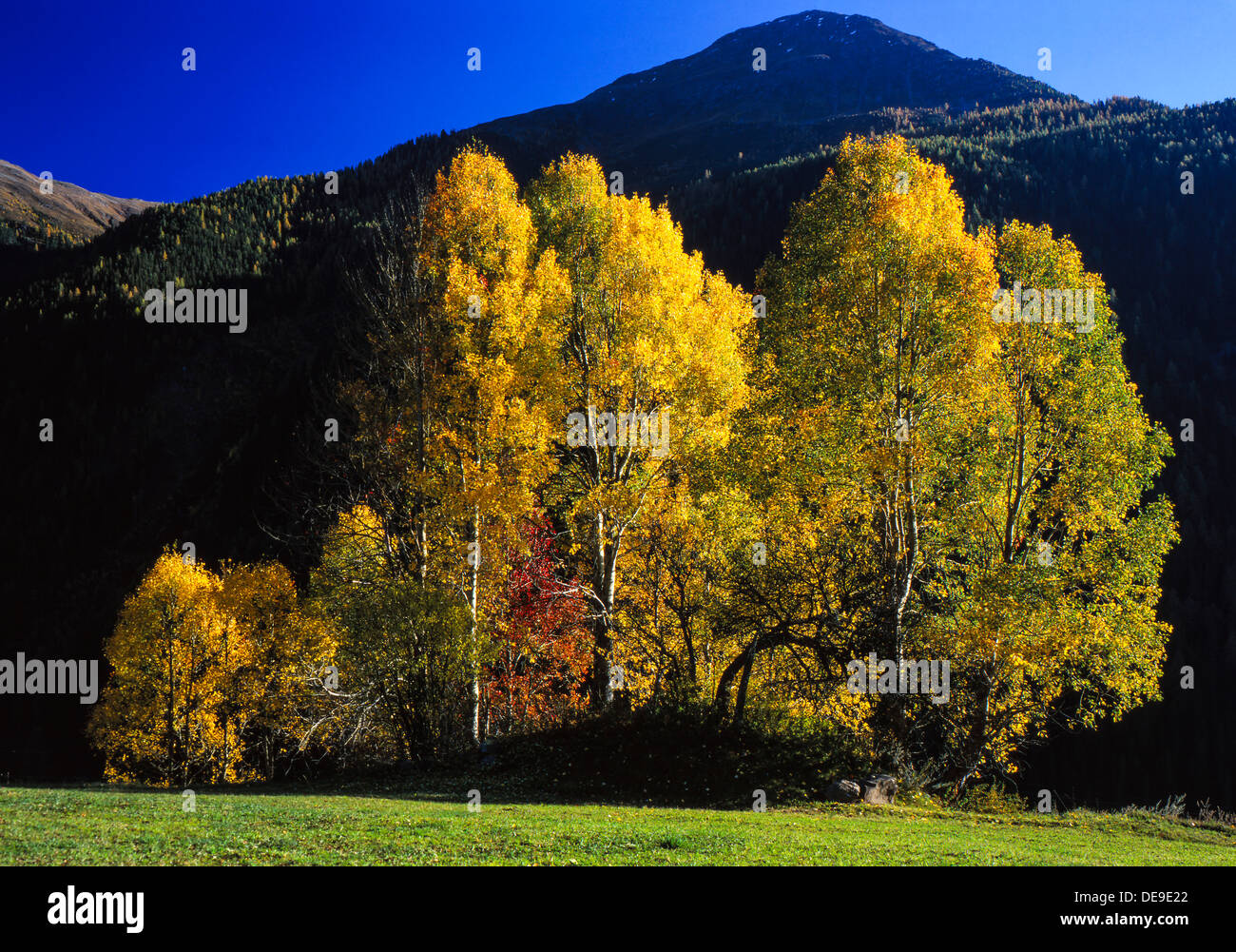 A group of Aspen trees in autumn Stock Photo - Alamy