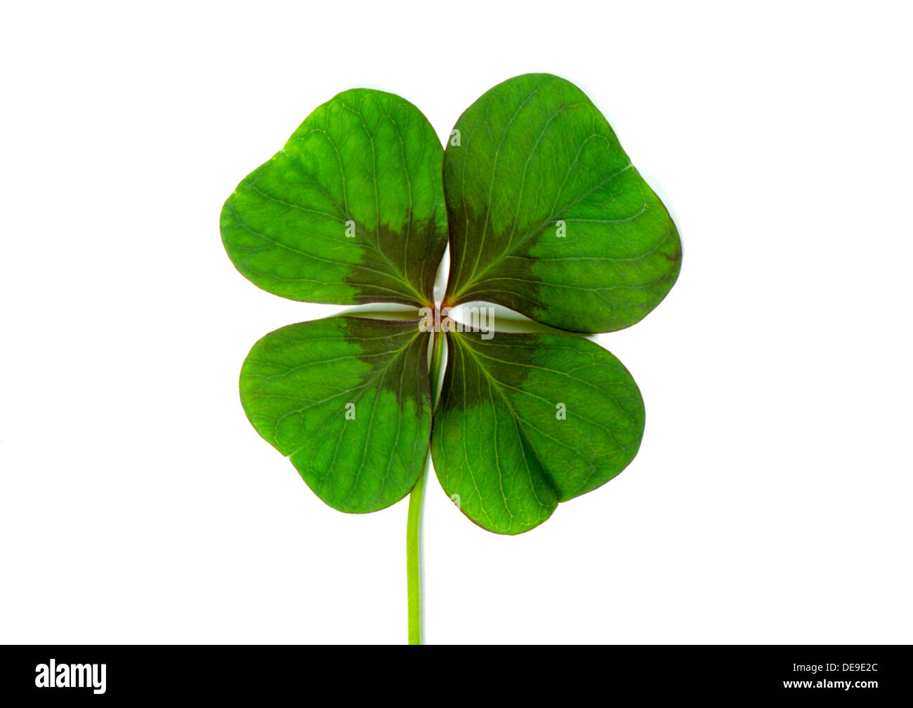 Lucky Clover High Resolution Stock Photography and Images - Alamy