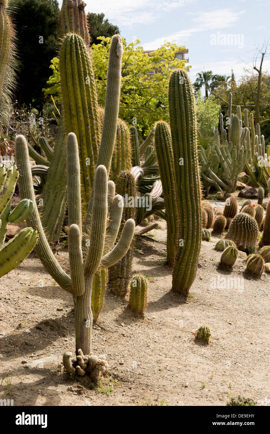 Various varieties of cactus in a Mediterranean cactus garden Stock ...