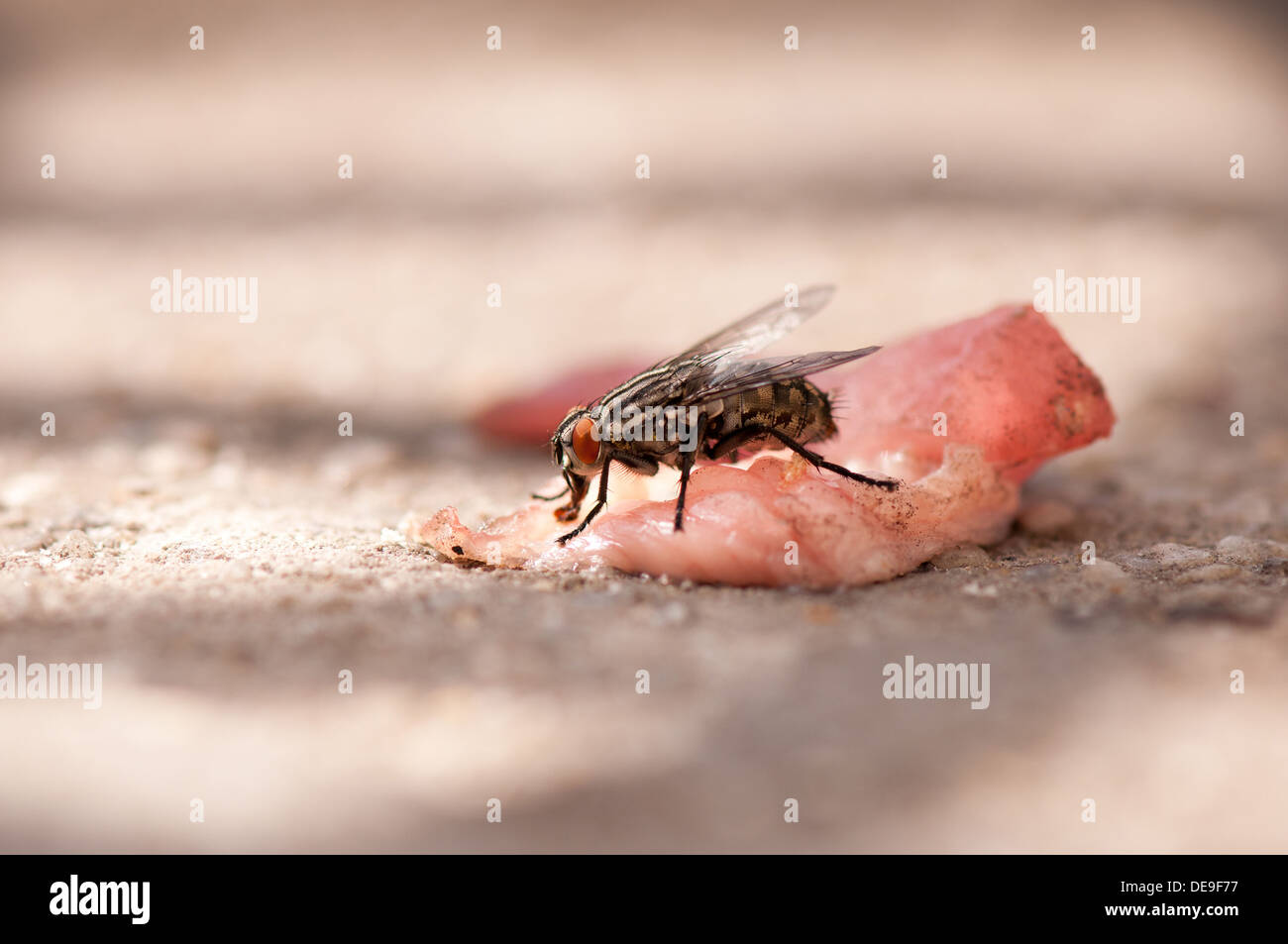 Meat eating insect hi-res stock photography and images - Alamy