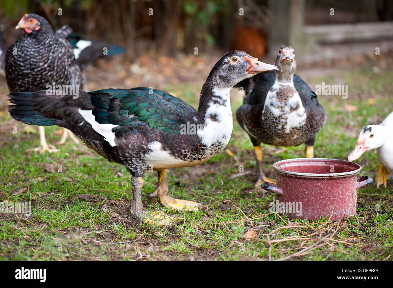 Domestic duck poultry fowl hi-res stock photography and images - Alamy