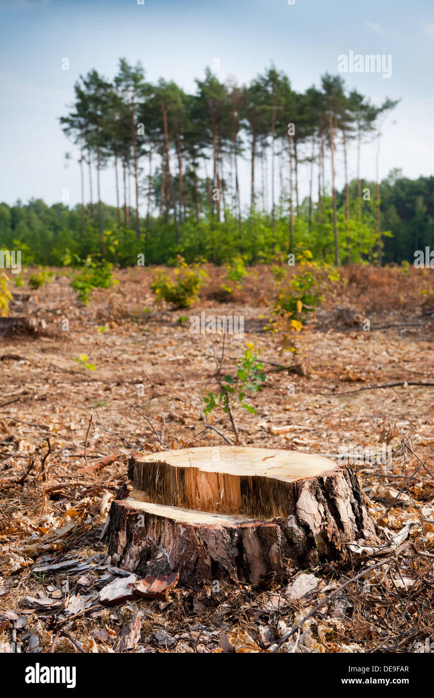 Deforestation vertical hi-res stock photography and images - Alamy