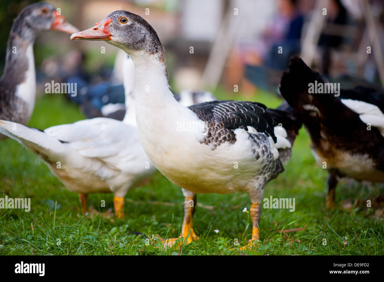 Young cairina moschata hi-res stock photography and images - Alamy
