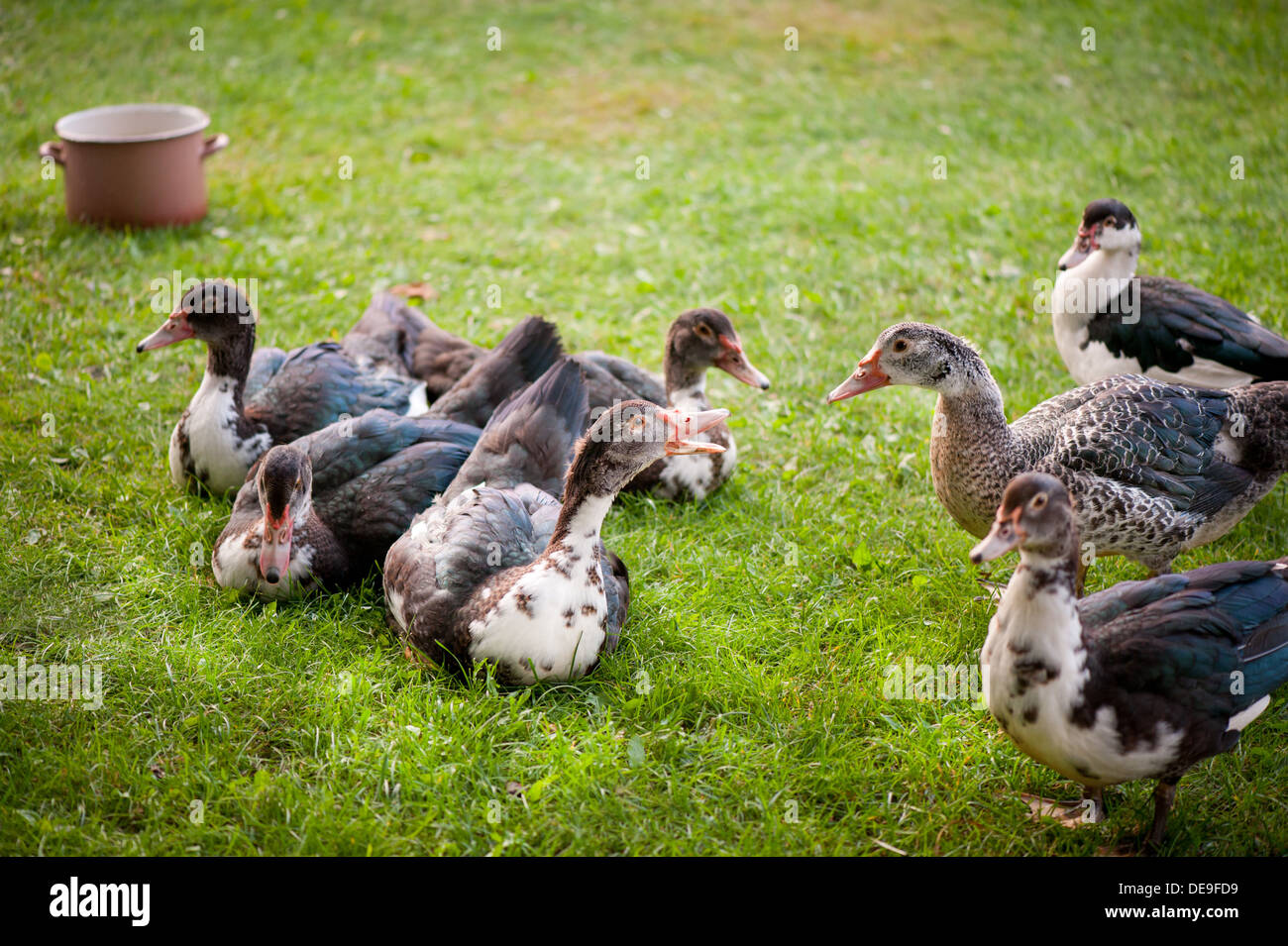 Quacking duck hi-res stock photography and images - Alamy