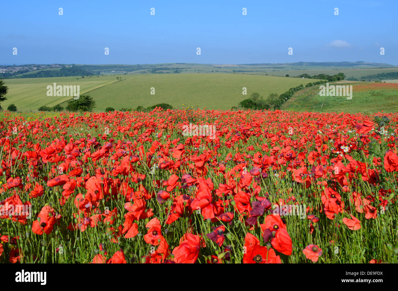 Wild red poppy field in England Stock Photo - Alamy