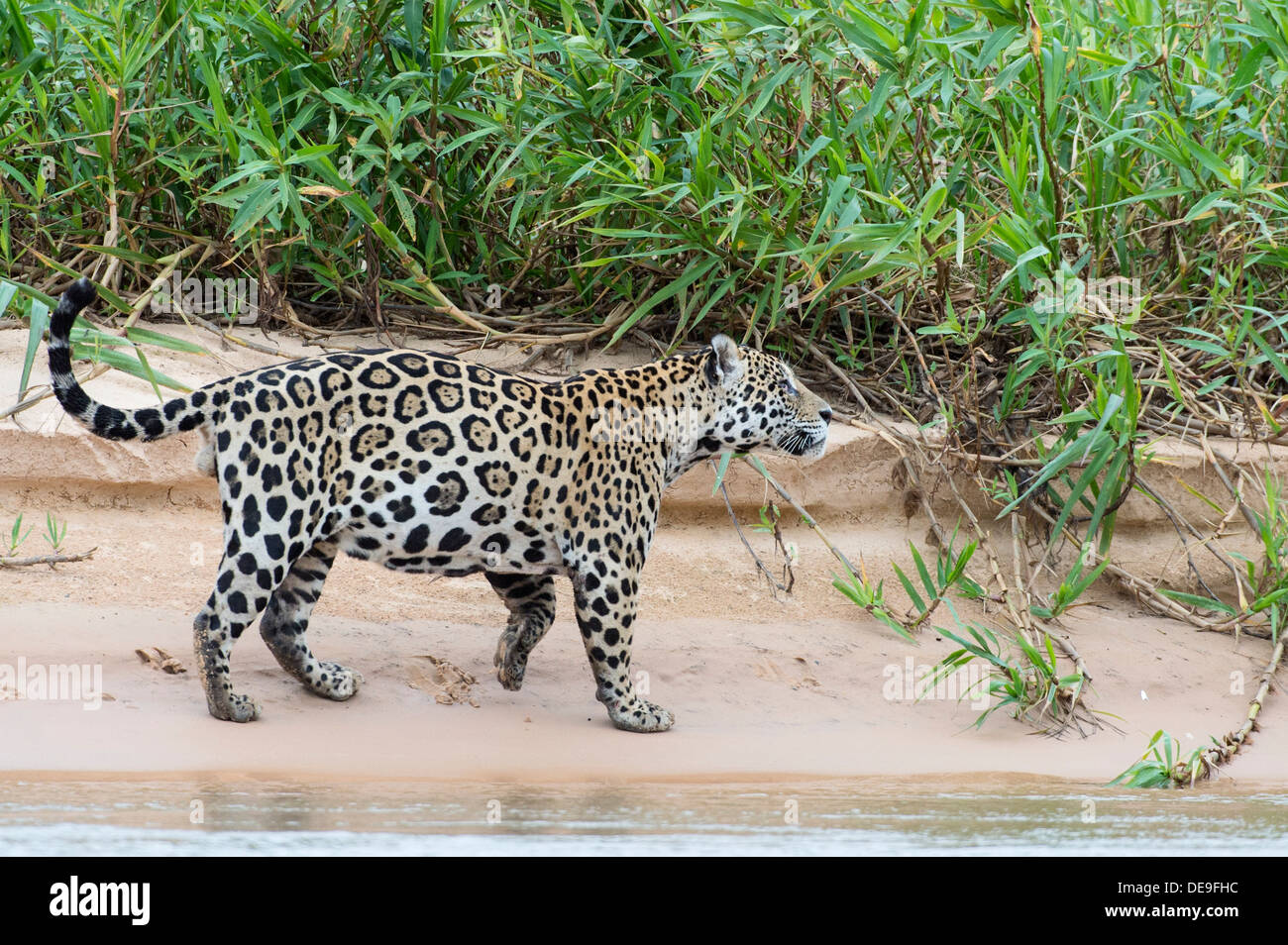 Male jaguar in Pantanal region of Brazil Stock Photo - Alamy