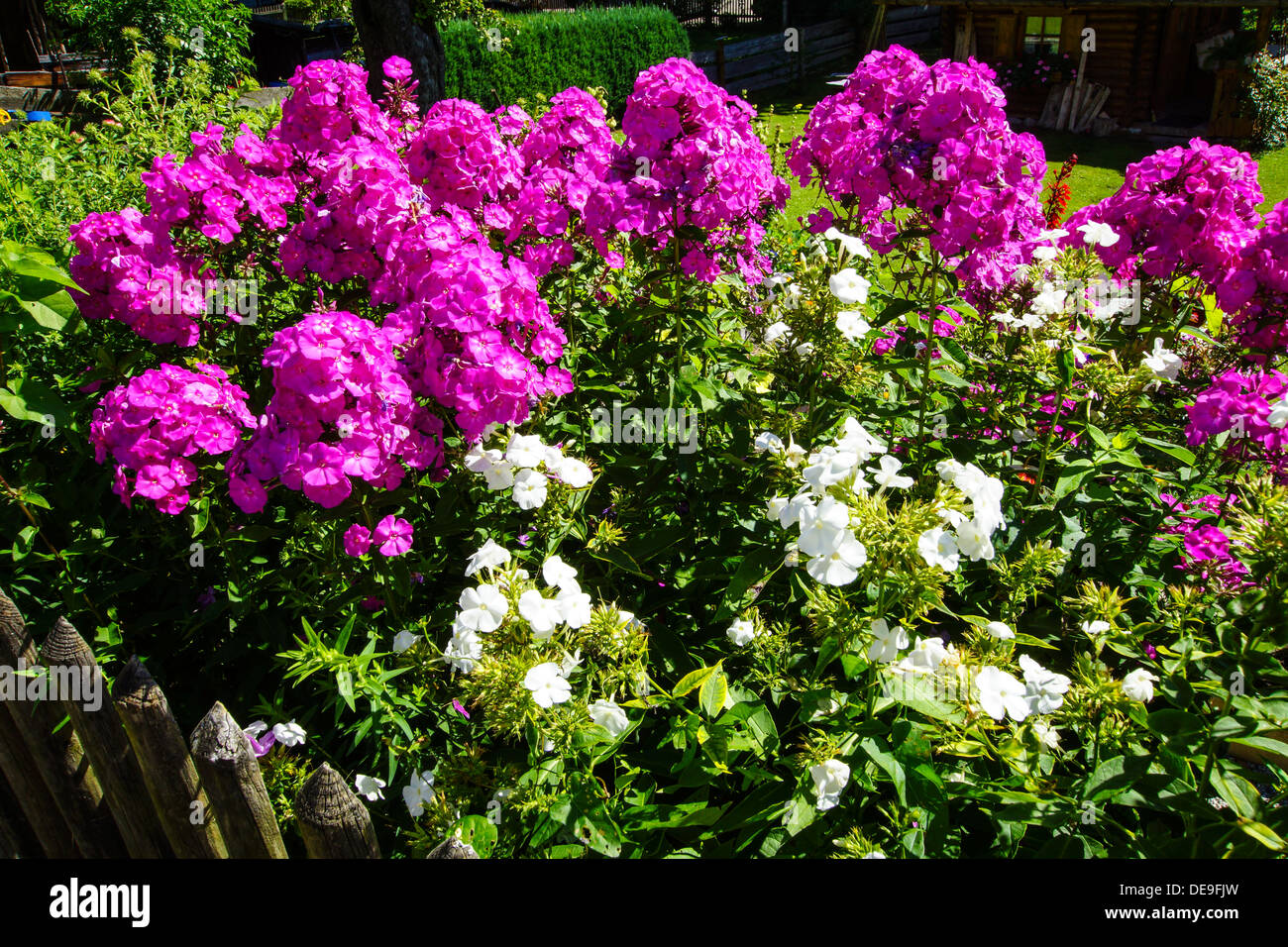 Garden phlox flowering hi-res stock photography and images - Alamy