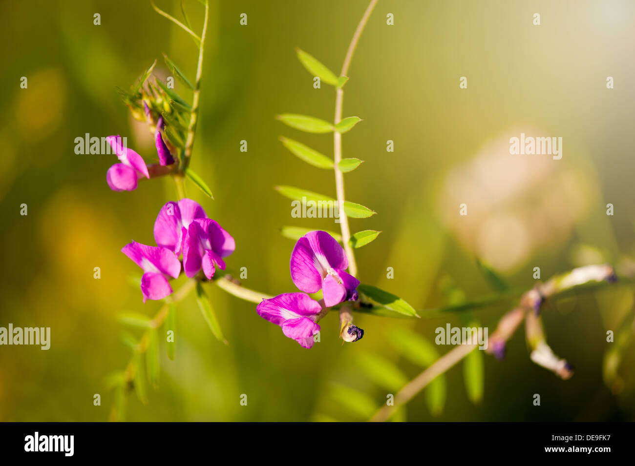 Flowering vetch hi-res stock photography and images - Alamy