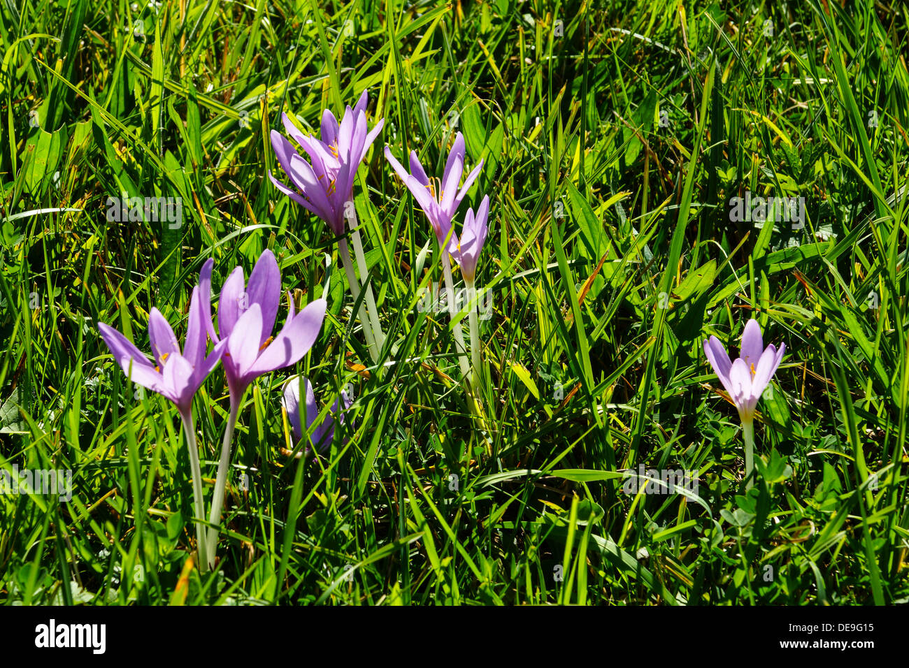 Blooming autumn crocus (Colchicum autumnale) in a meadow, late summer ...