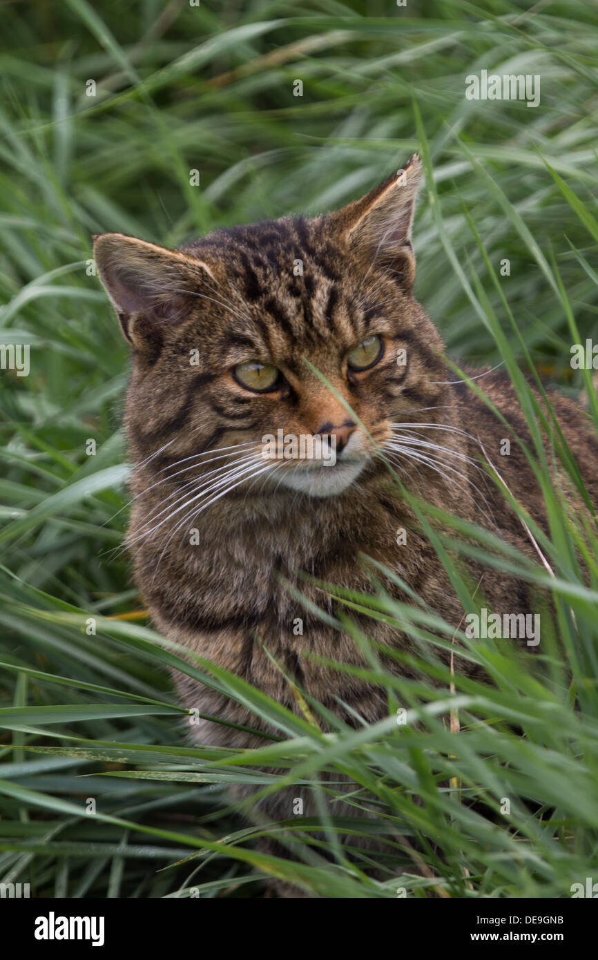 Scottish Wildcat, close up of head in long grass Stock Photo - Alamy