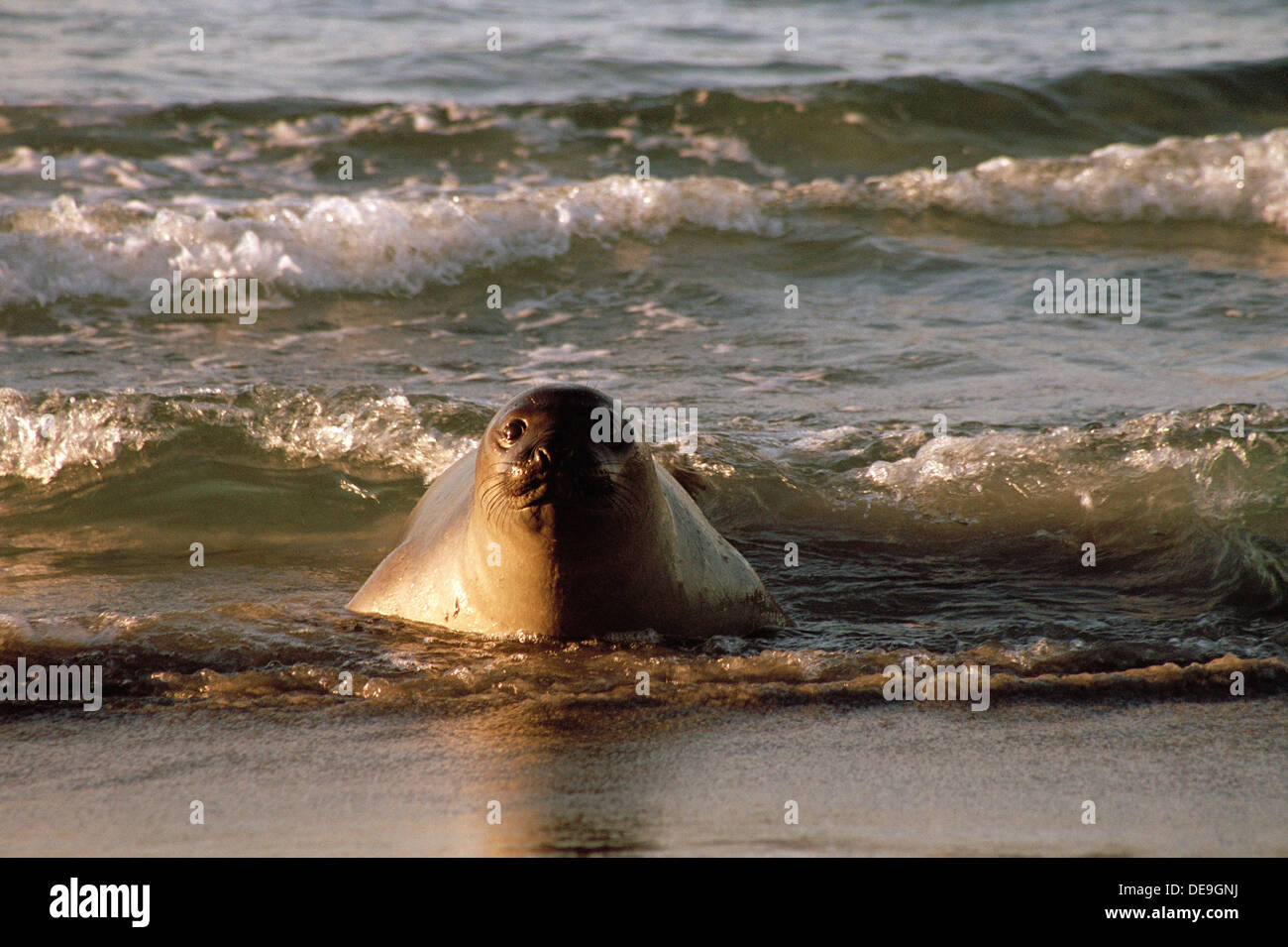 Southern Elephant Seal (Mirounga leonina) female swimming alone in the ...