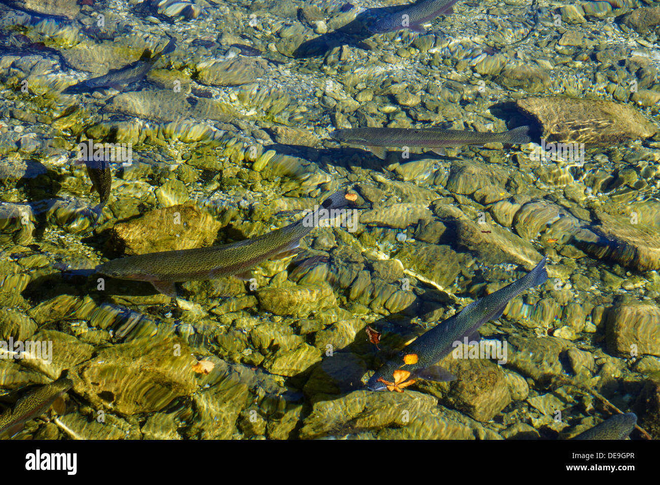 Brook trout underwater hi-res stock photography and images - Alamy