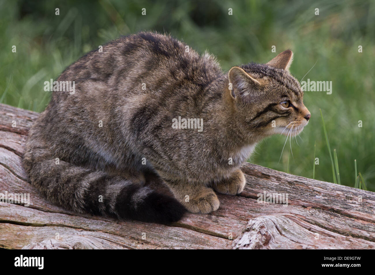 Scottish wildcat kitten scotland hi-res stock photography and images ...
