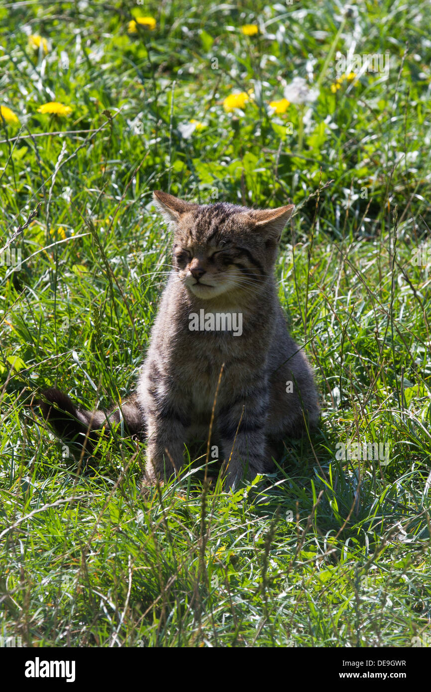 Scottish Wildcat Kitten sitting in the grass Stock Photo - Alamy