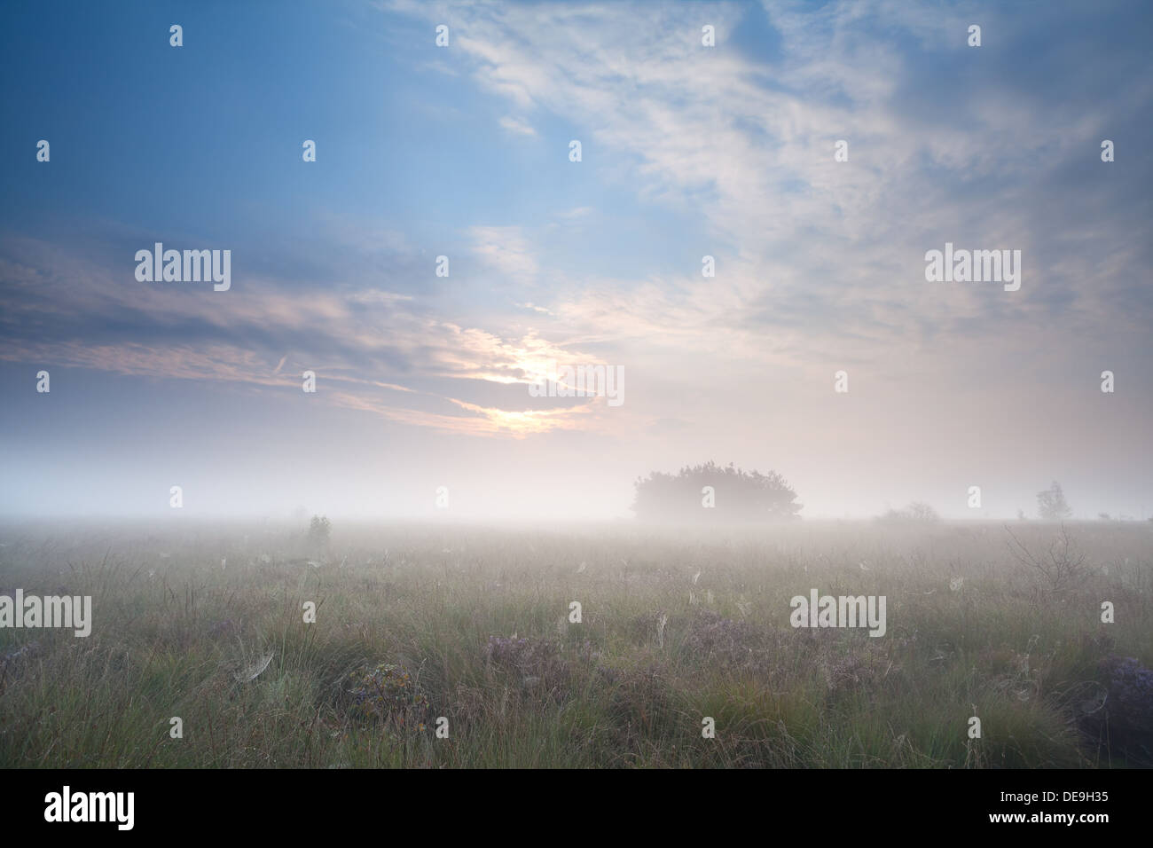 meadow in dense fog during sunrise, Fochteloerveen, Netherlands Stock ...