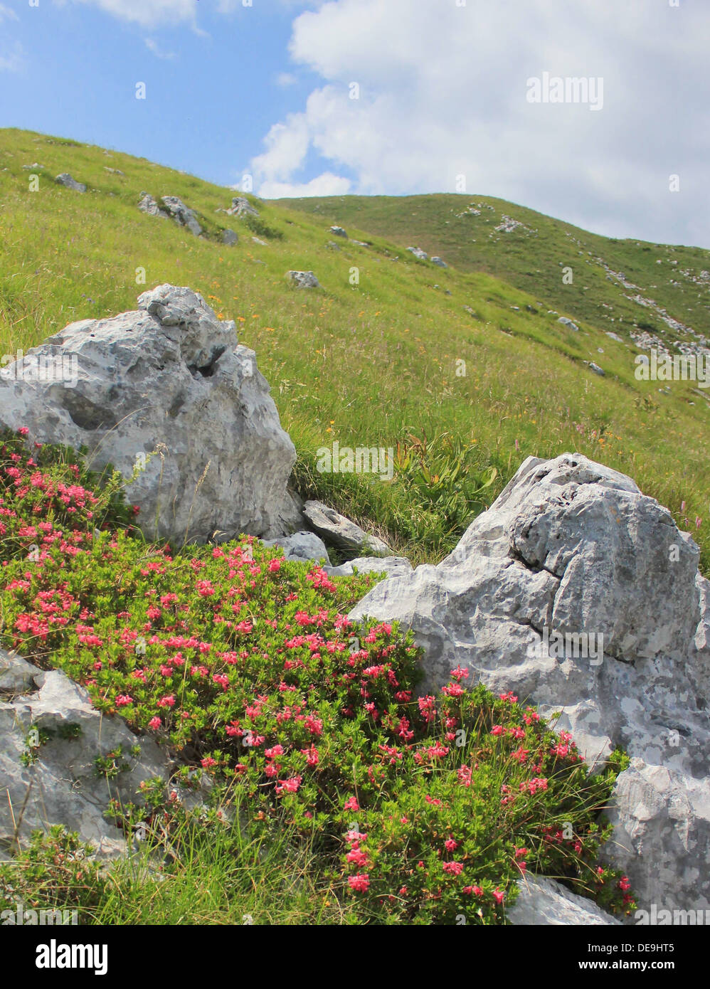 Great Laurel flowers (rhododendron) alpine meadow landscape on Mount ...